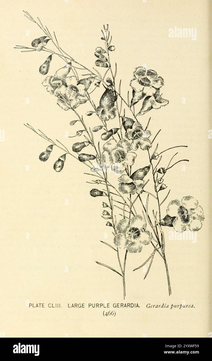 Showcasing elongated stems hi-res stock photography and images - Alamy