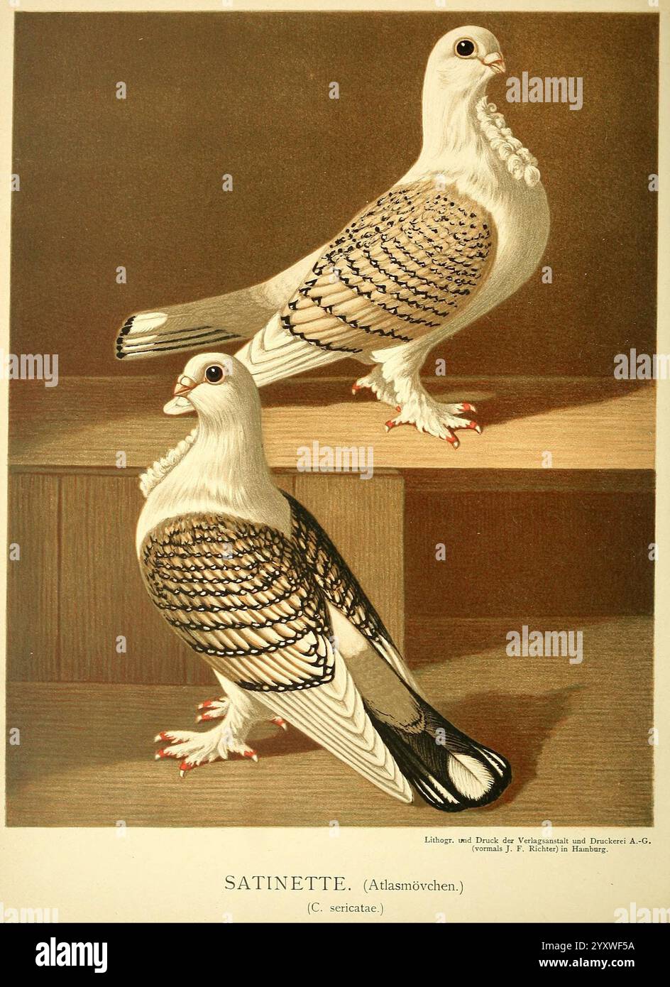 Two elegantly illustrated pigeons hi-res stock photography and images ...