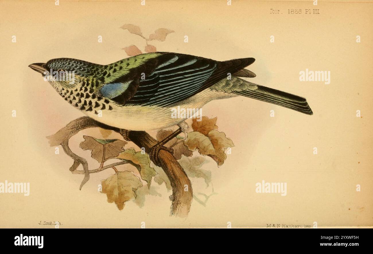 Ibis, London, Published for the British Ornithologists' Union by ...