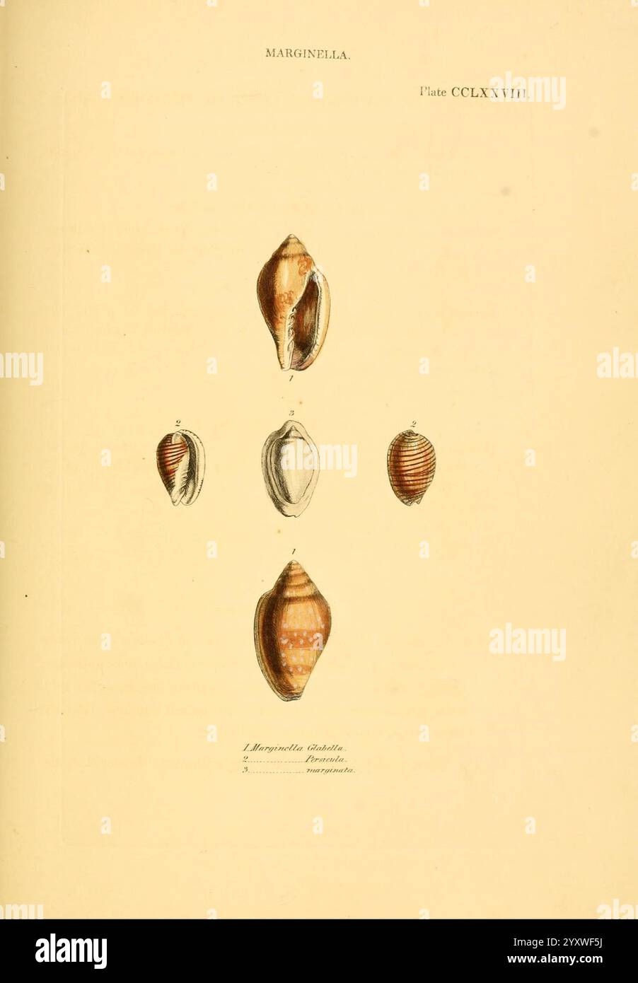 Marine genus marginella hi-res stock photography and images - Alamy