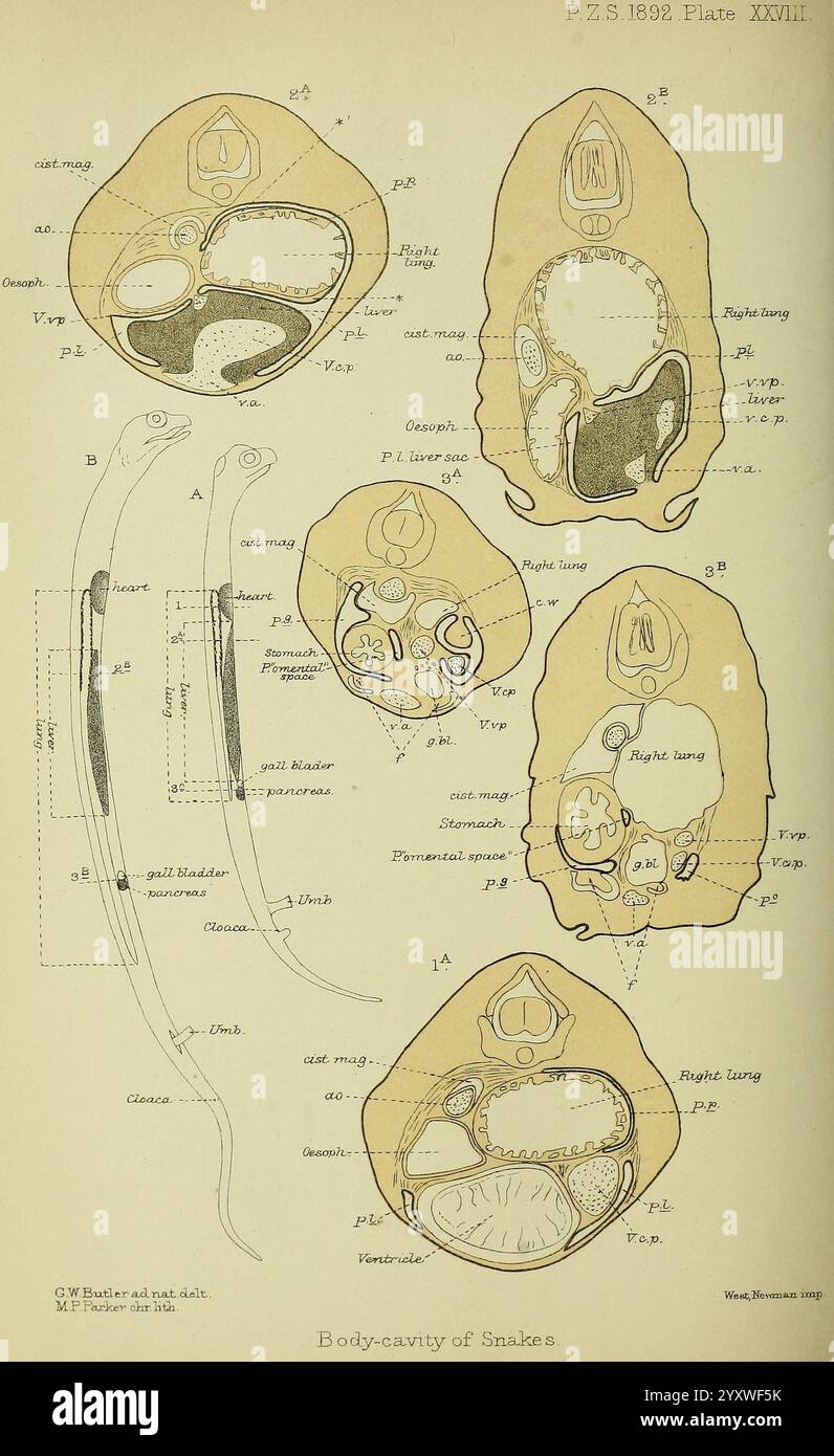 Snakes anatomical features hi-res stock photography and images - Alamy