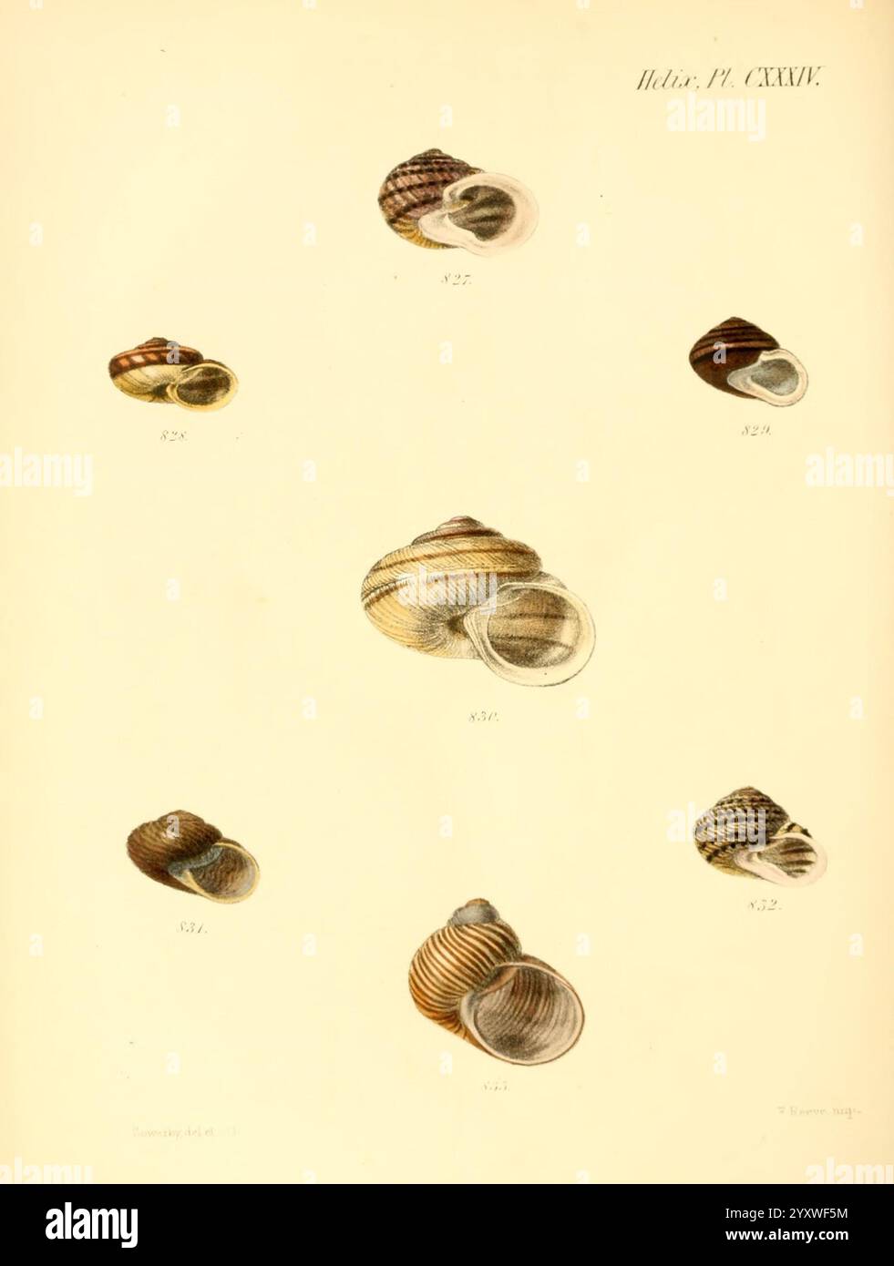 Depicted shells hi-res stock photography and images - Alamy