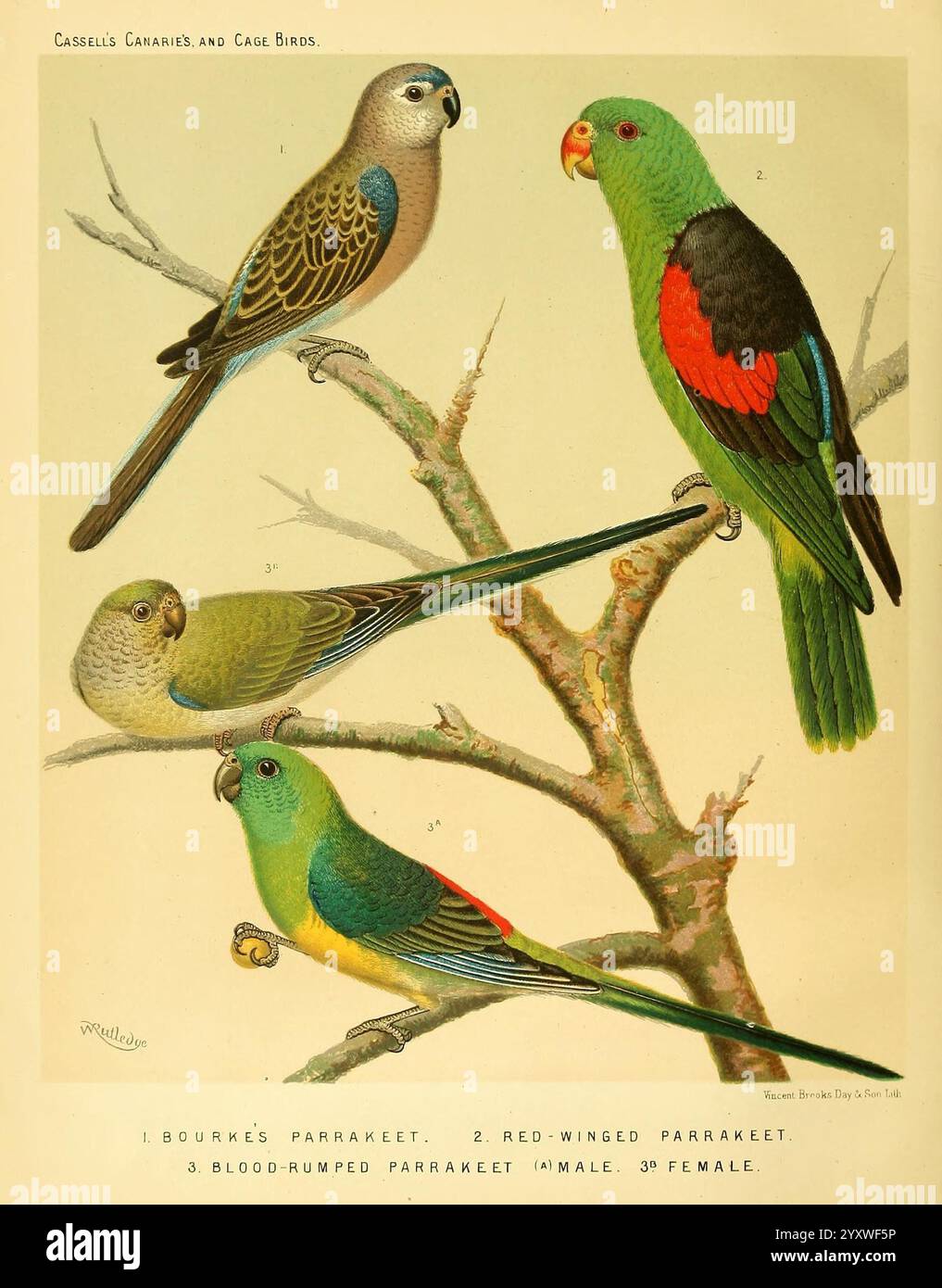 Bourke's parakeet hi-res stock photography and images - Alamy