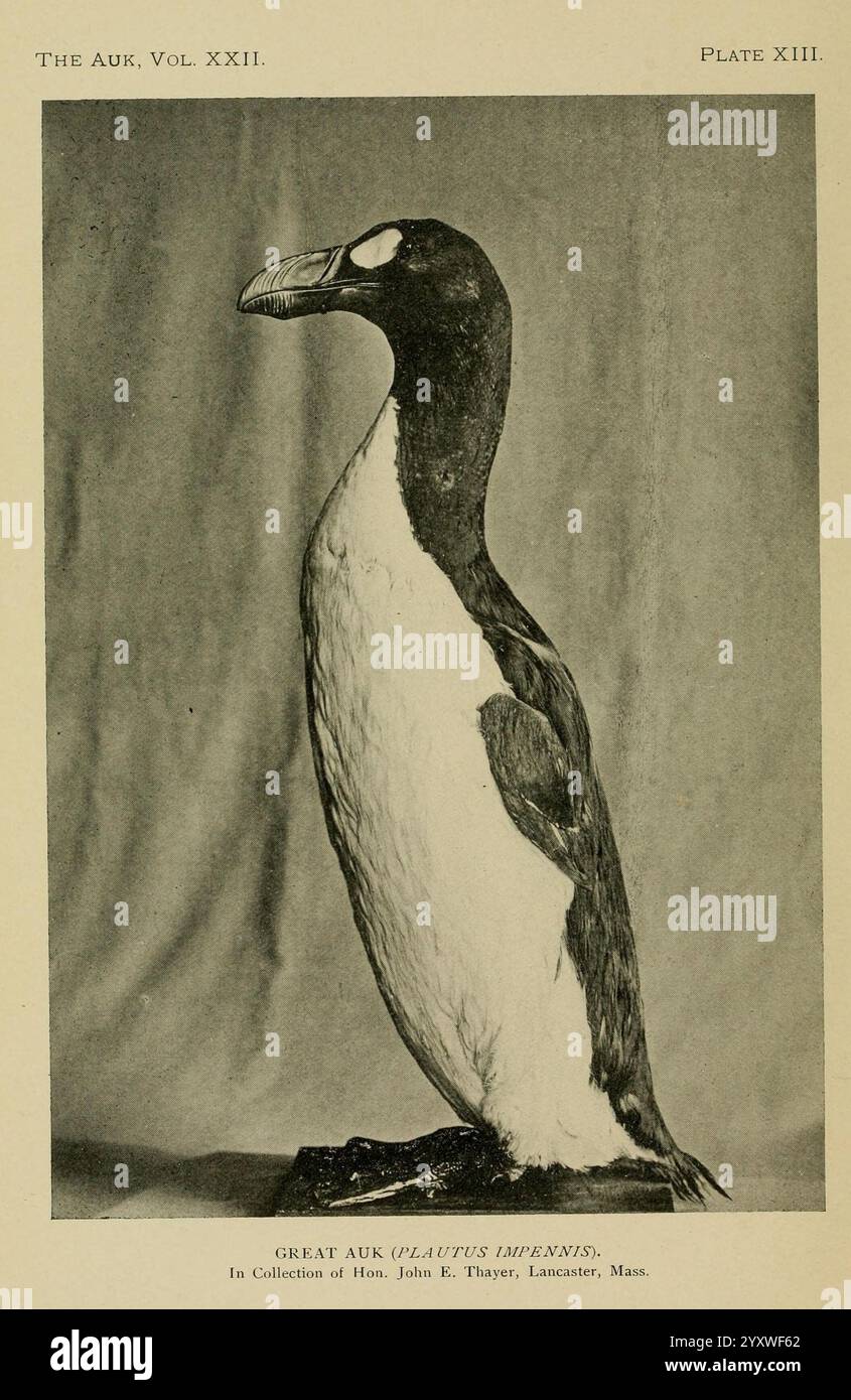 Robust stature hi-res stock photography and images - Alamy