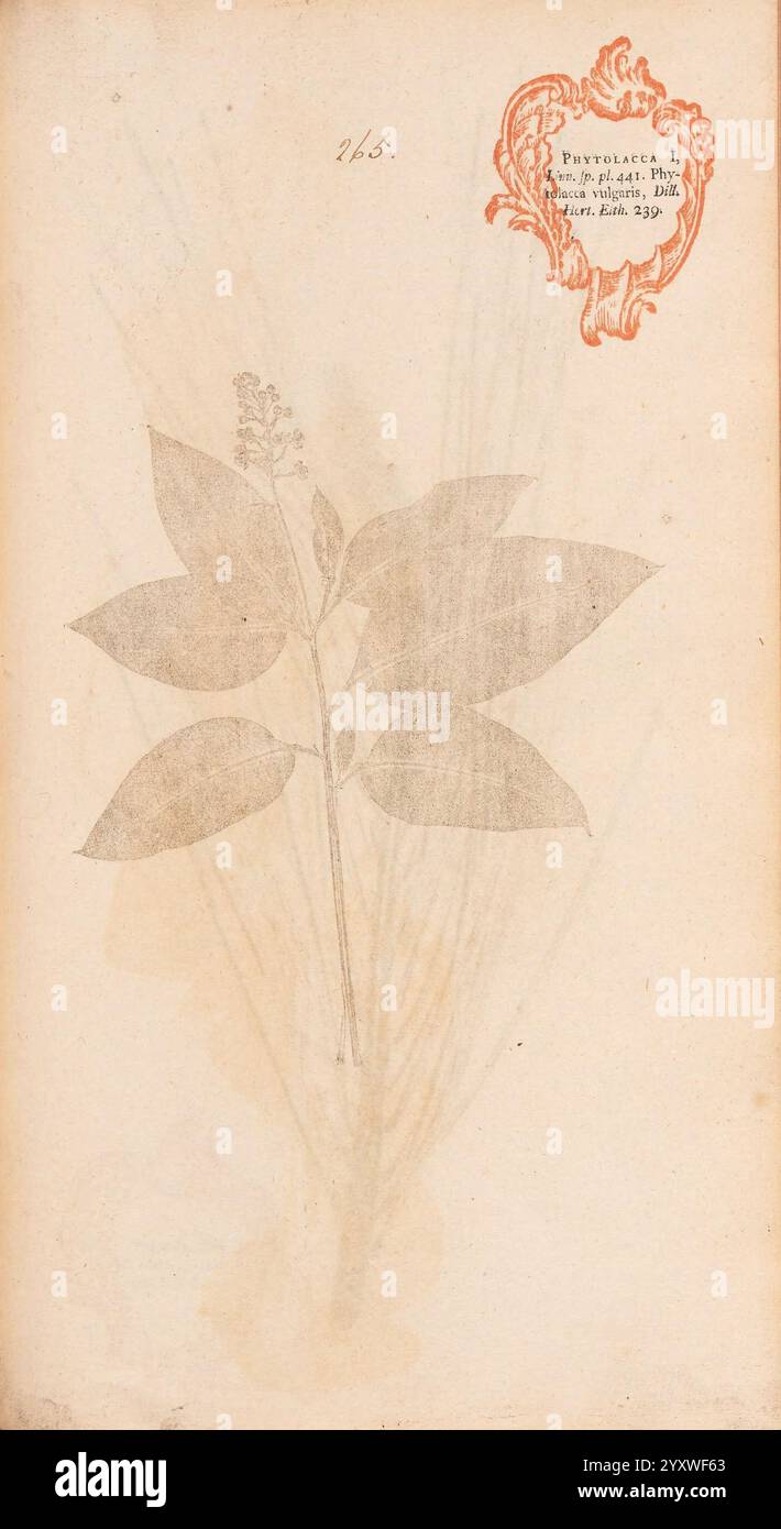 Leaf displays subtle variations hi-res stock photography and images - Alamy