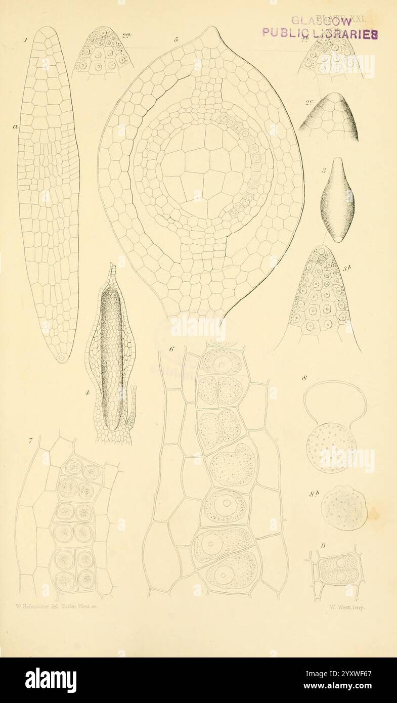 Documenting microscopic forms hi-res stock photography and images - Alamy