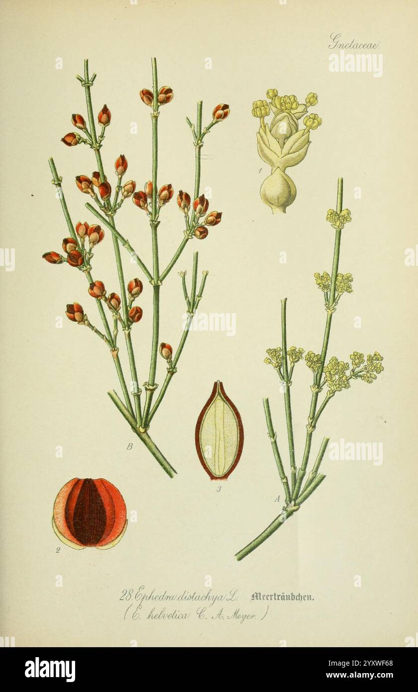 Flora von Deutschland, Österreich und der Schweiz Gera, Zezschwitz ...