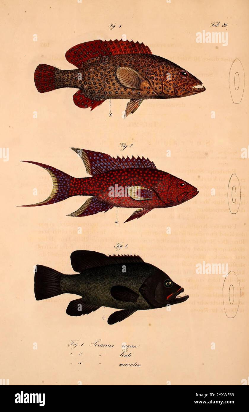 Atlas zu der Reise im nördlichen Afrika, Frankfurt am Main, Gedruckt ...