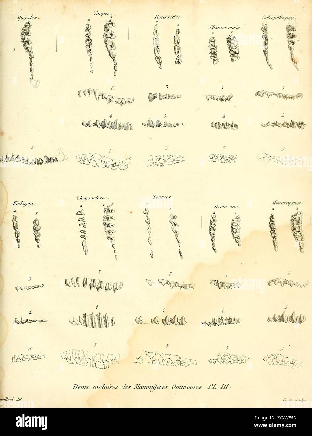 Understanding mammalian dental anatomy hi-res stock photography and ...