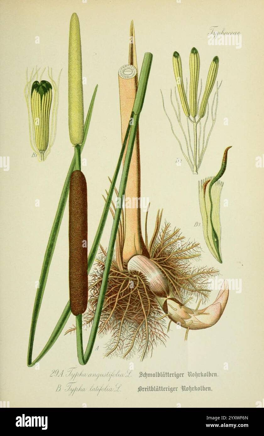 Flora von Deutschland, Österreich und der Schweiz. Gera, Zezschwitz ...