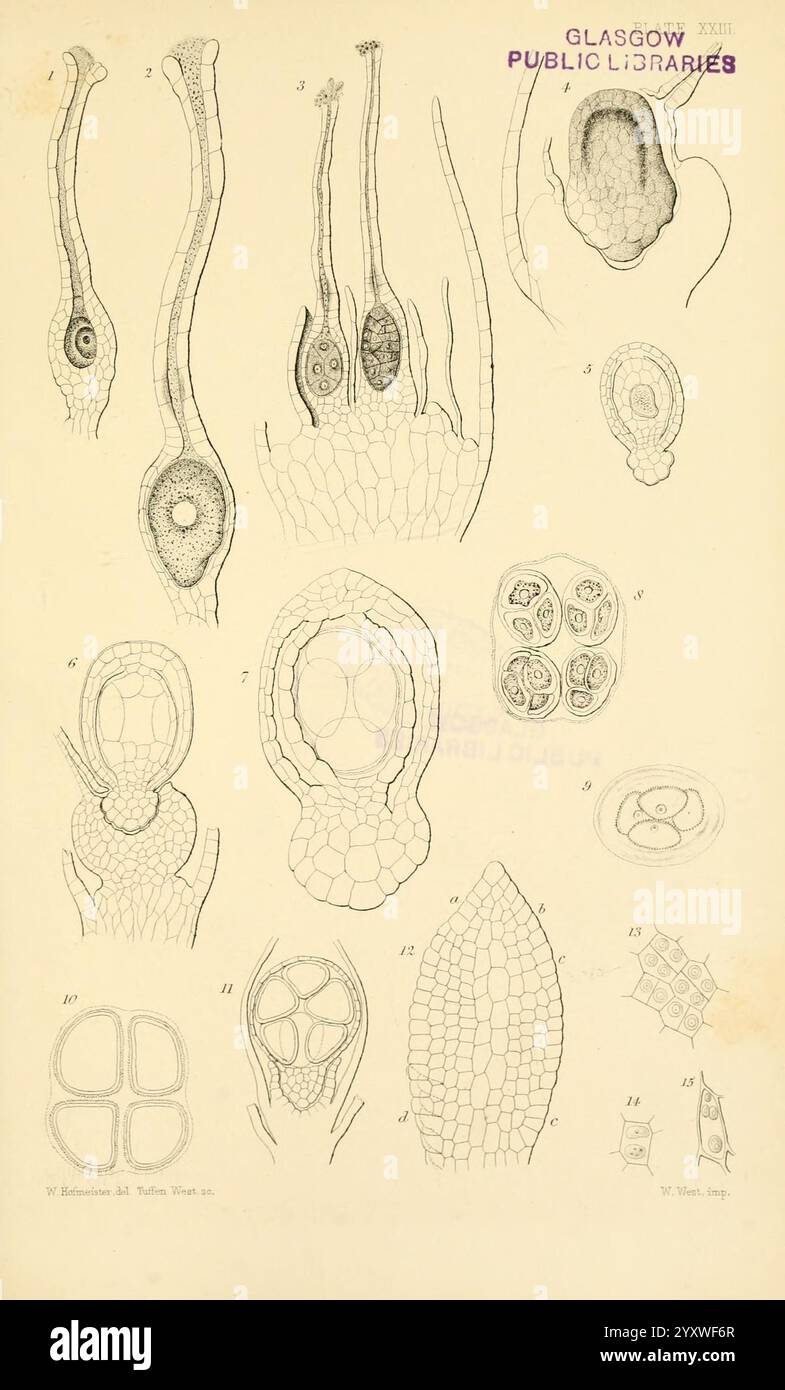 Different types of plant structures hi-res stock photography and images ...