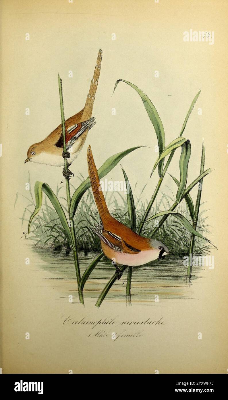 Peachy underbelly hi-res stock photography and images - Alamy