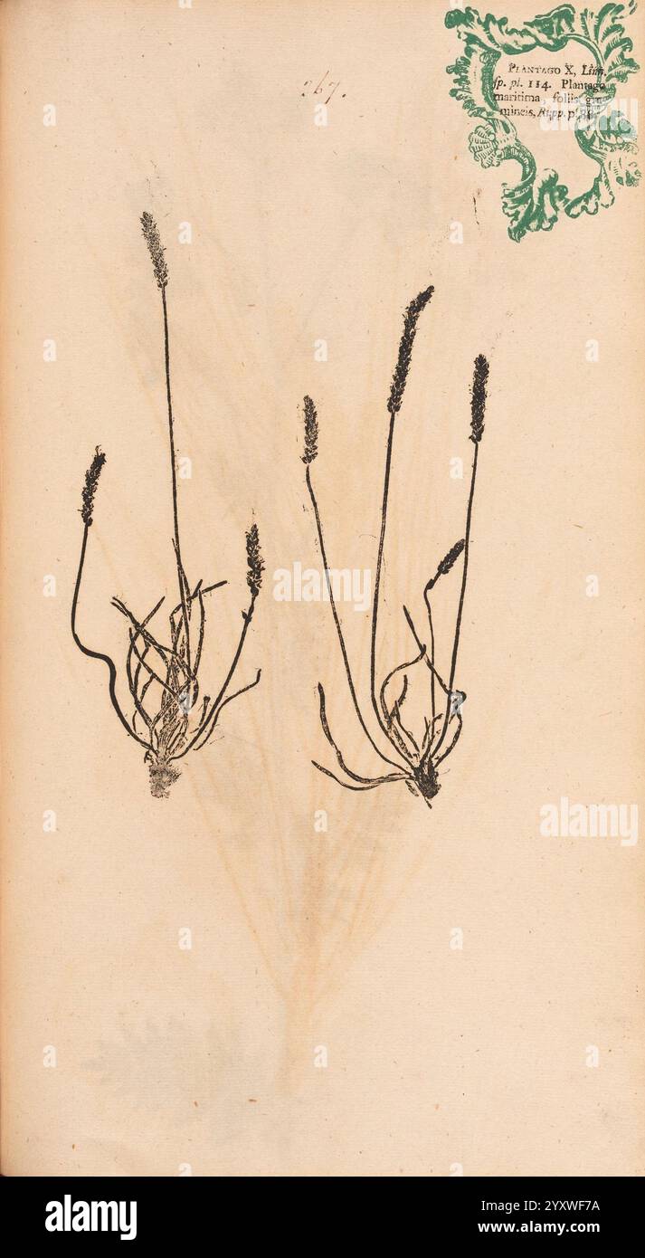 Botanical illustration features two slender plants hi-res stock ...