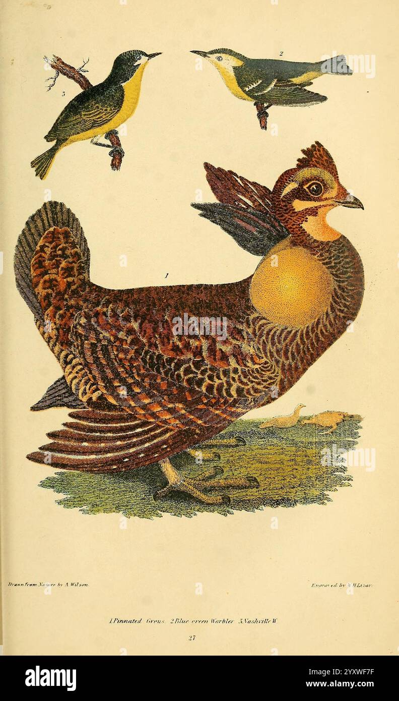 American ornithology, or The natural history of the birds of the United ...