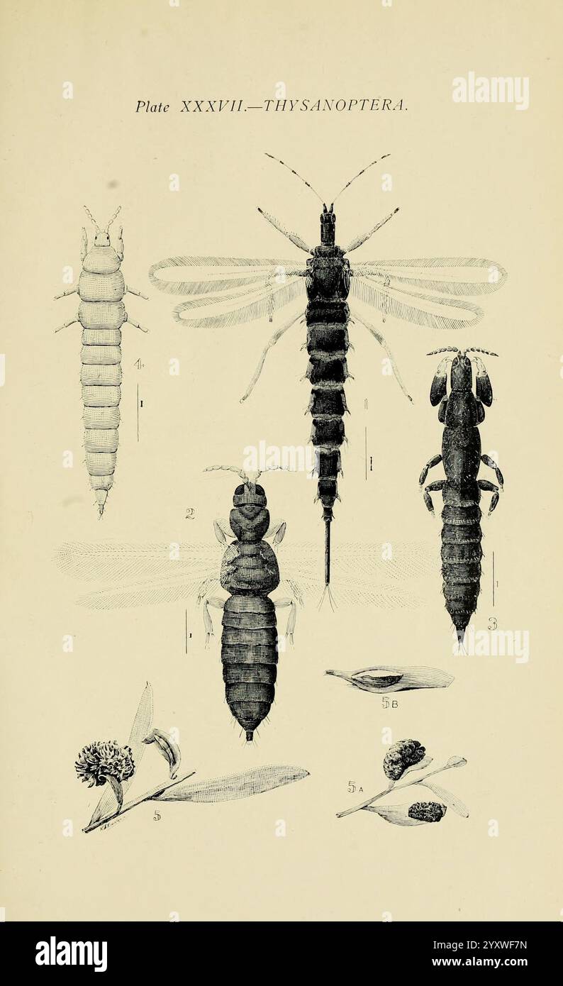 Australian insects, Sydney, W. Brooks 1907, Australia, insects, acacia ...
