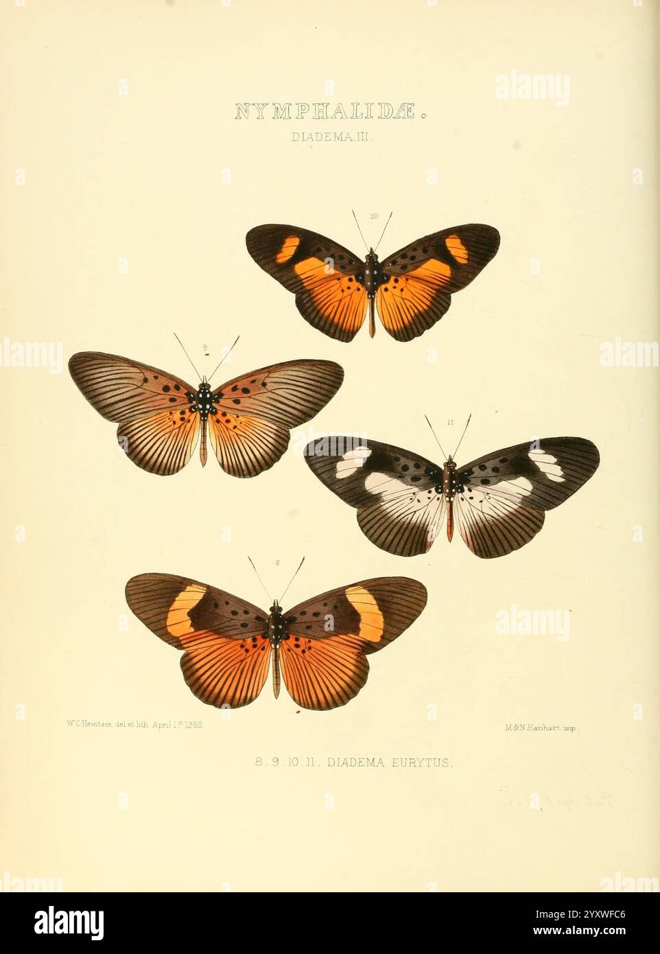Illustrations of new species of exotic butterflies, London, John Van ...
