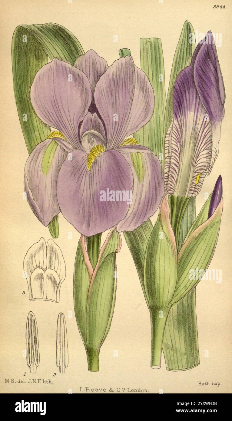 Plants ornamental curtis irish oogiana taxonomy hi-res stock ...