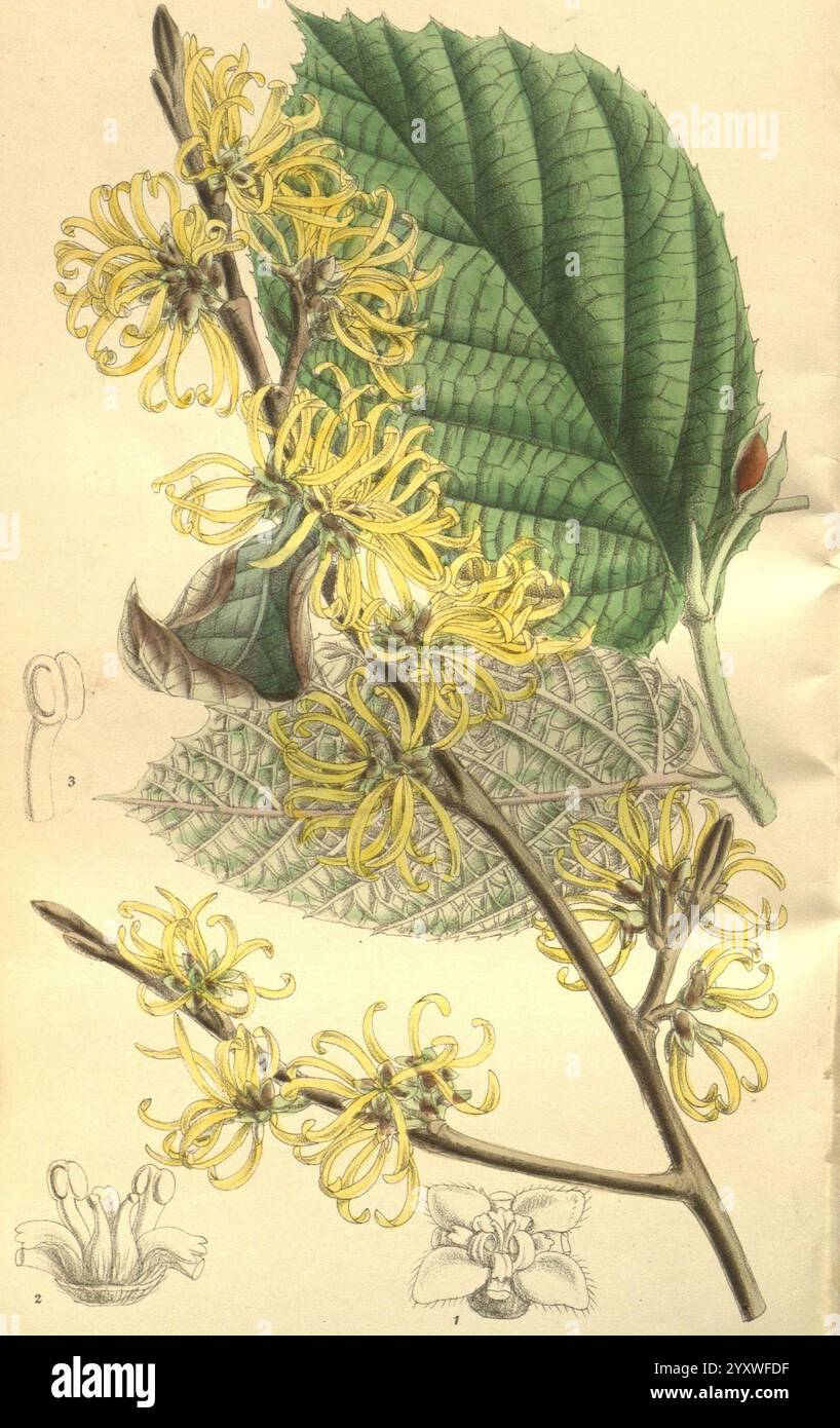 Curtis's Botanical Magazine, London, New York, Botanical Illustration ...