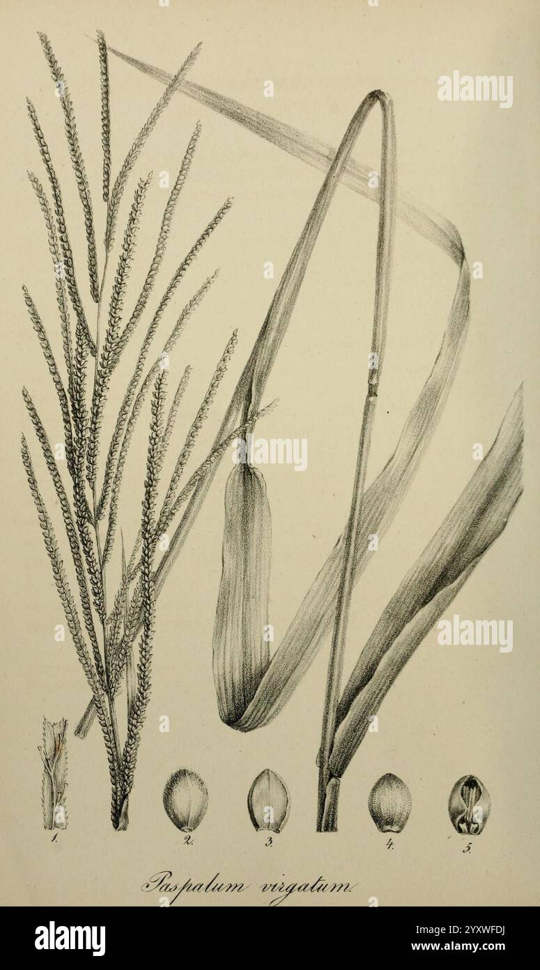 Panicle formation hi-res stock photography and images - Alamy