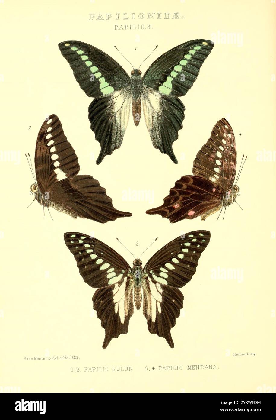 Four intricately detailed butterflies hi-res stock photography and ...