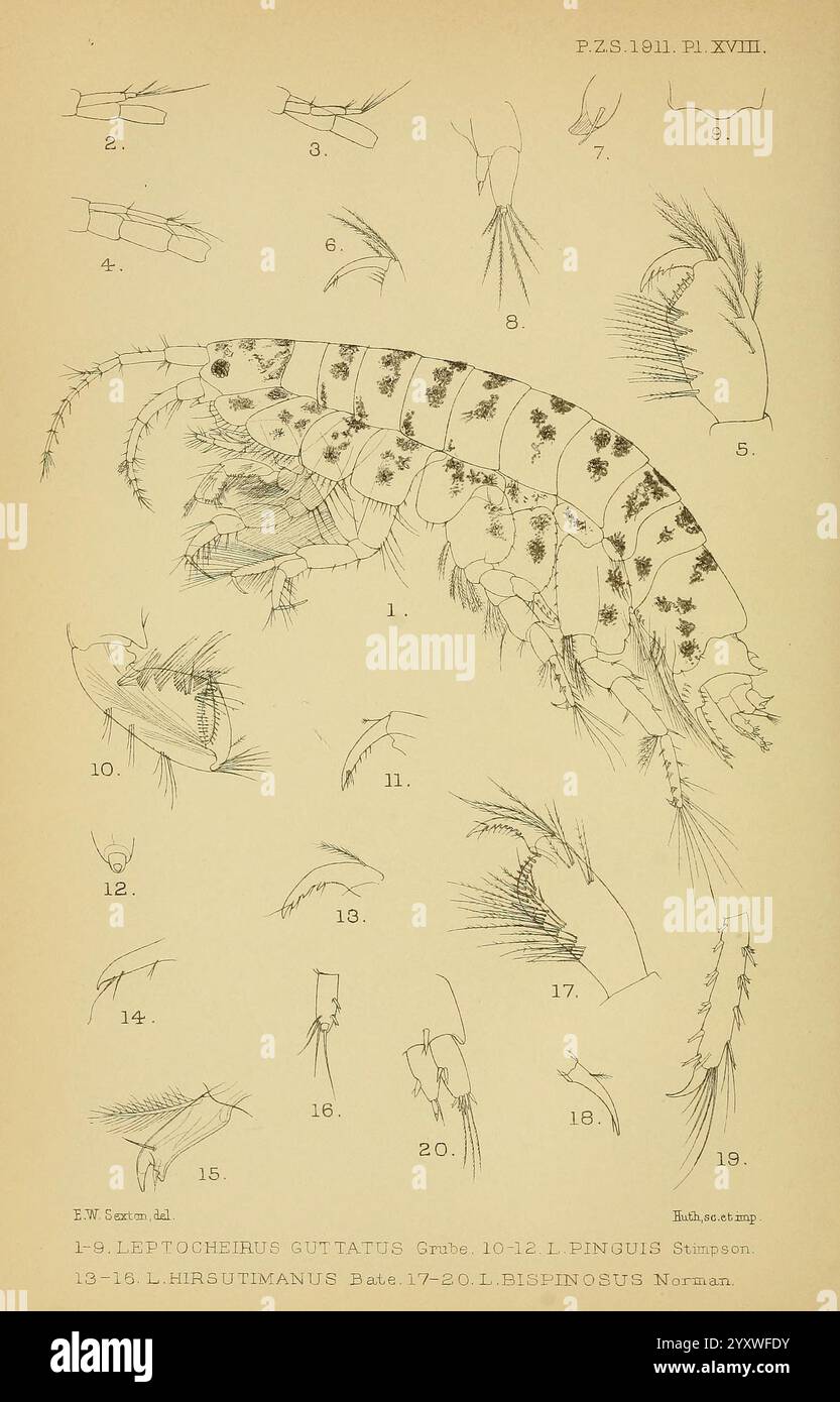 Proceedings, of, the, Zoological, Society, of, London, London, Academic ...