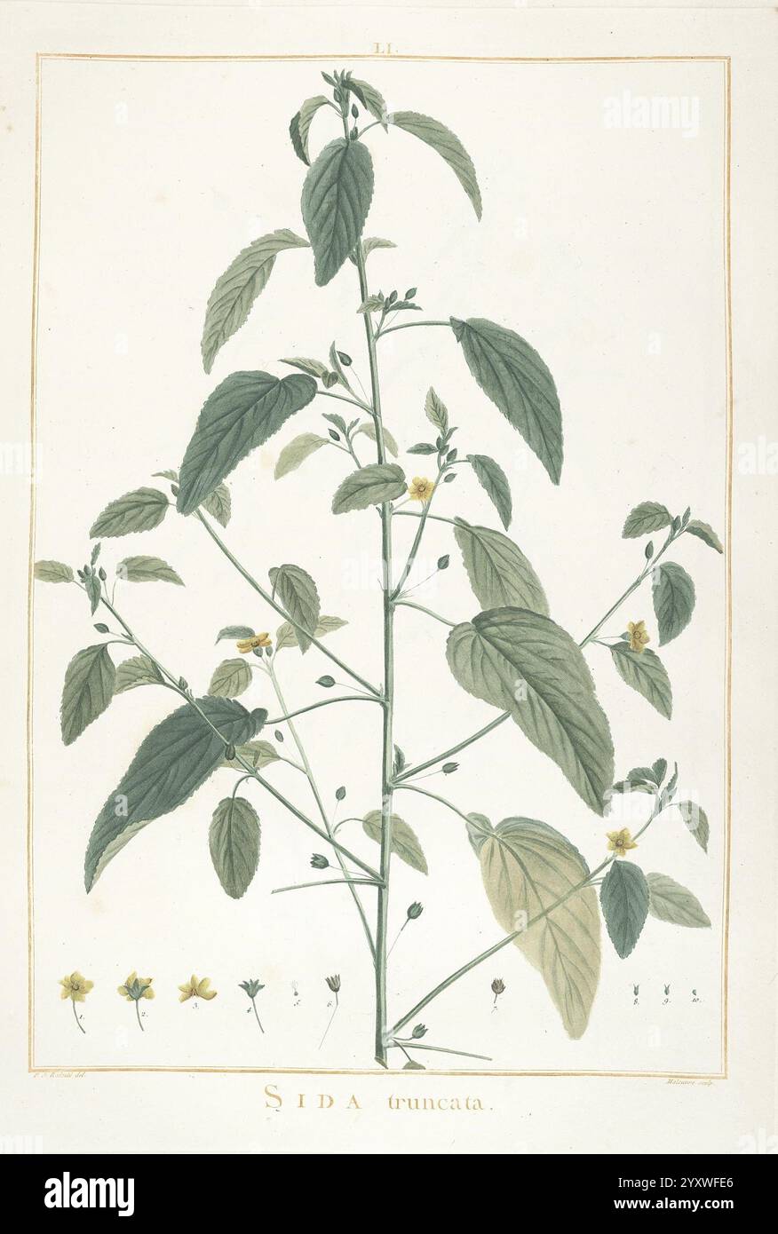 Sida truncata plant hi-res stock photography and images - Alamy