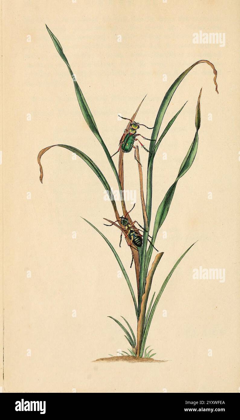 Pictorial works edward donovan cicindela hi-res stock photography and ...