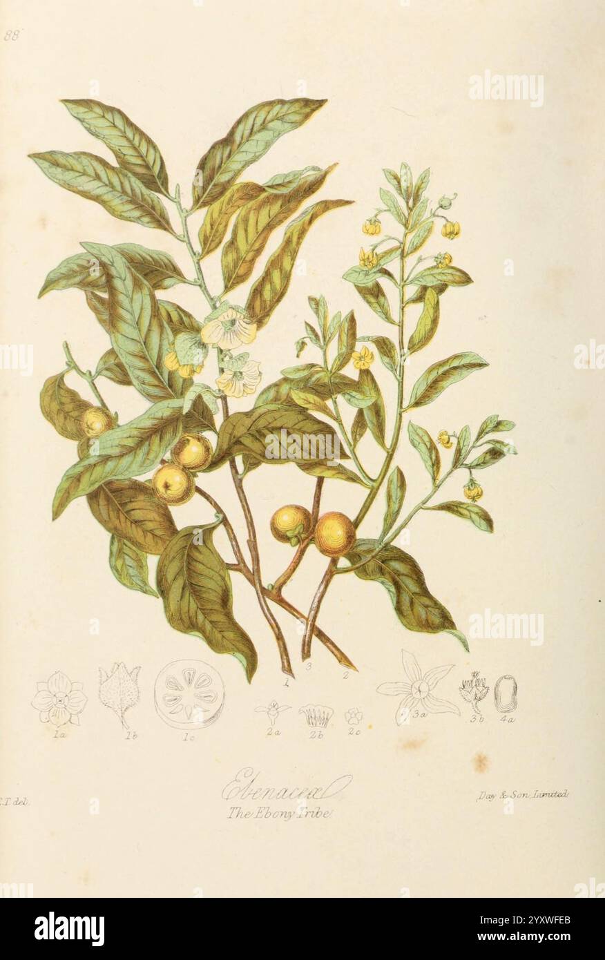 Artwork features detailed studies hi-res stock photography and images ...