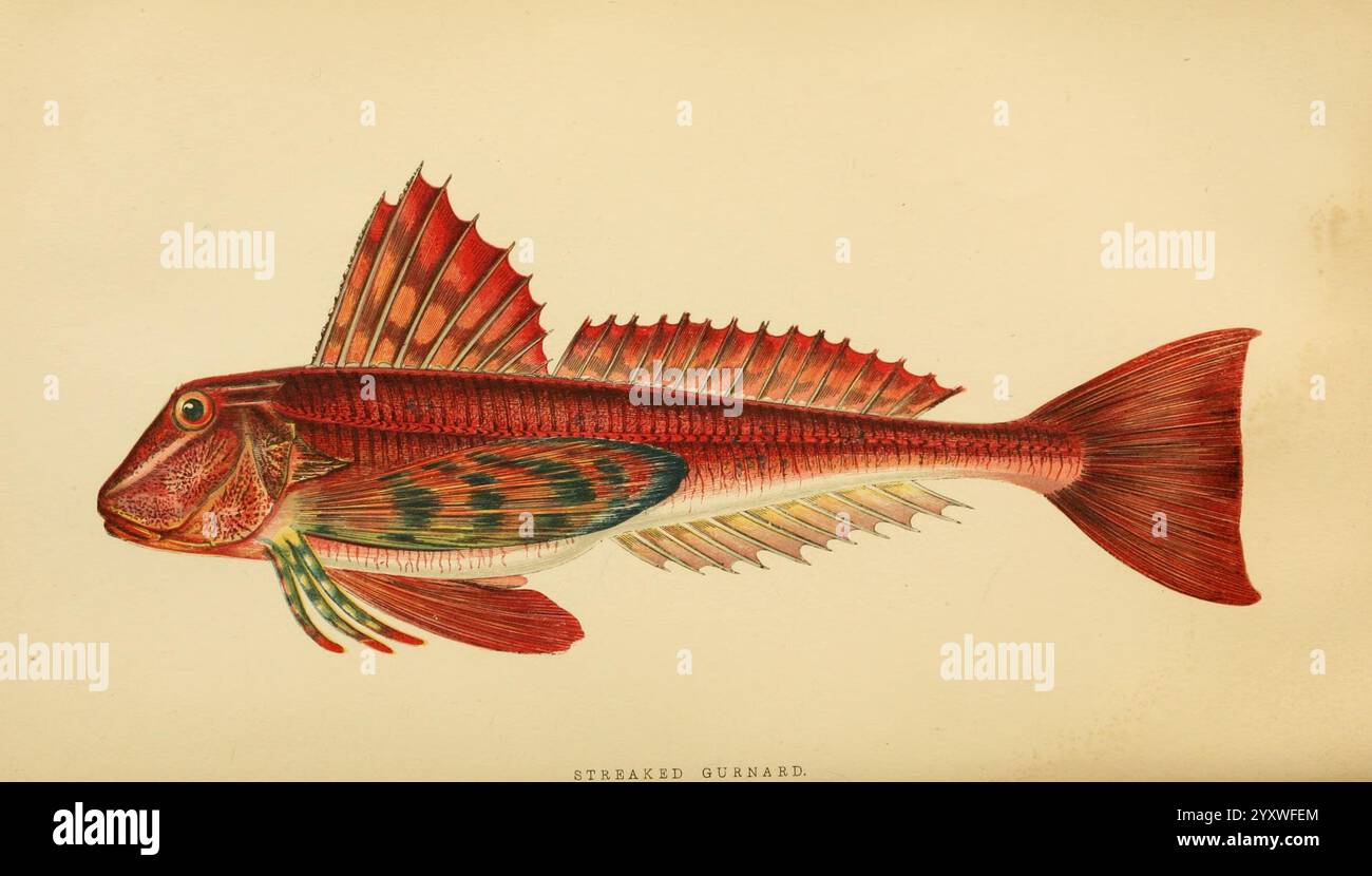 Elongated dorsal fin stretches elegantly hi-res stock photography and ...