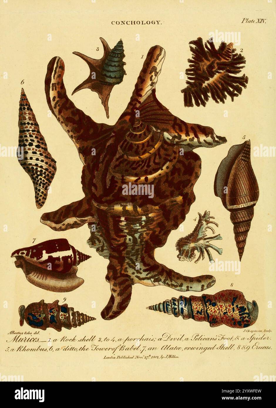 Family volutidae taxonomy hi-res stock photography and images - Alamy