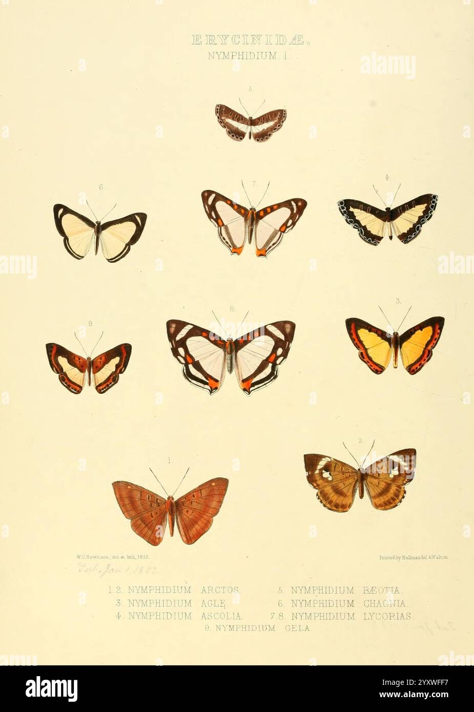 Illustrations of new species of exotic butterflies London, John Van ...