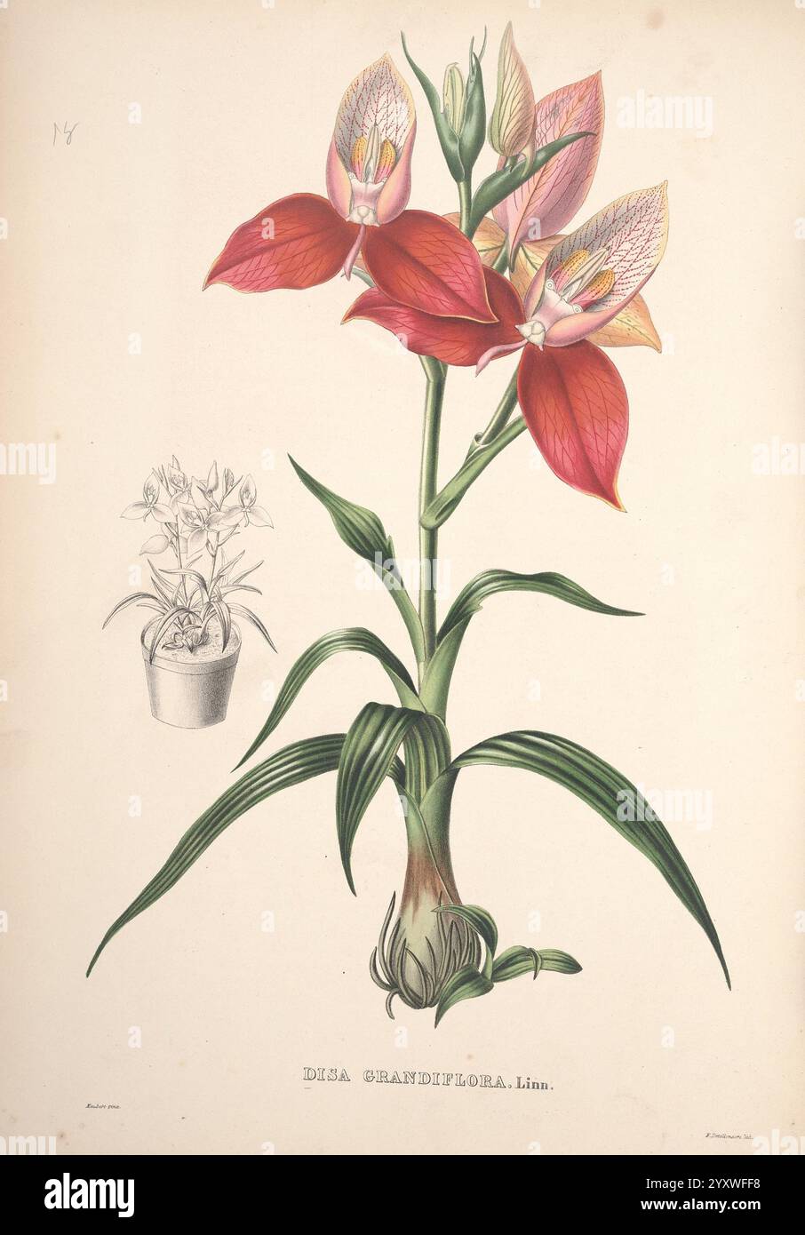 Pescatorea, Bruxelles, M. Hayez, 1860, Orchidaceae, A detailed ...
