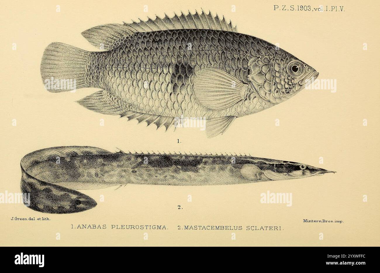 Fish morphology within hi-res stock photography and images - Alamy