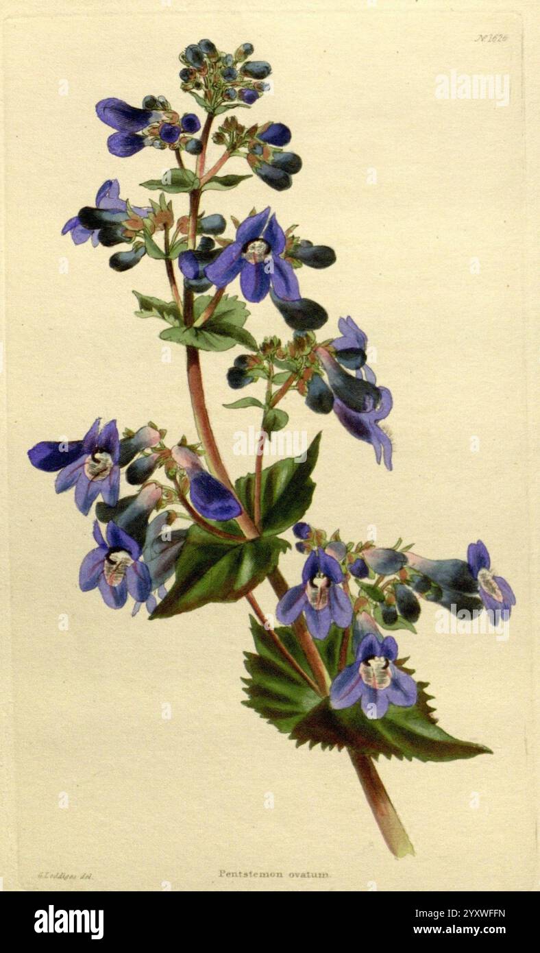 The, botanical, cabinet, London, John, Arthur, Arch, 1817-1833, This ...