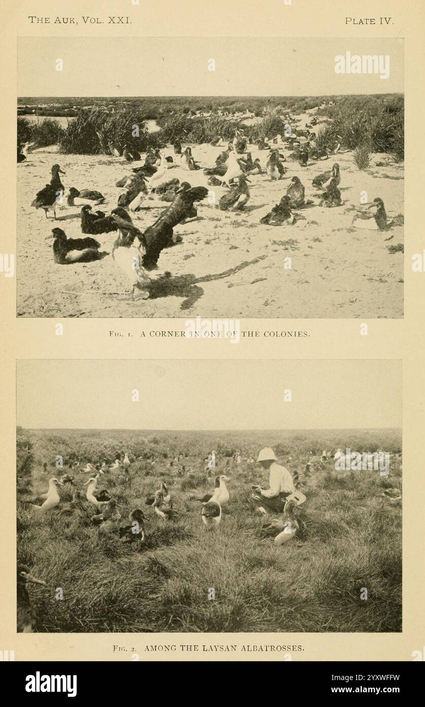 Top section highlights several grass hi-res stock photography and ...