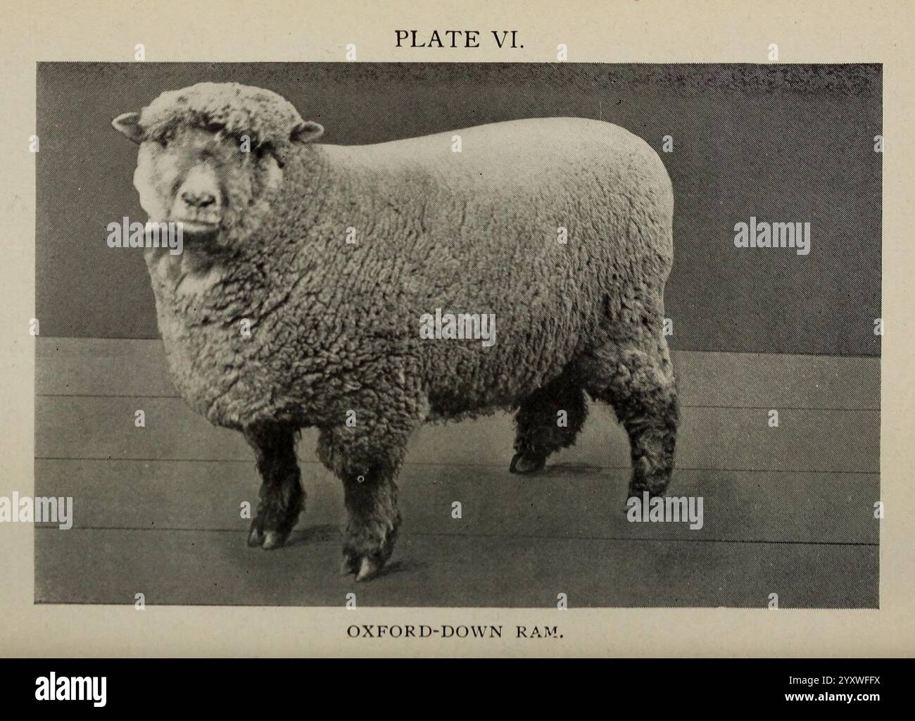 Lineage within sheep breeds hi-res stock photography and images - Alamy