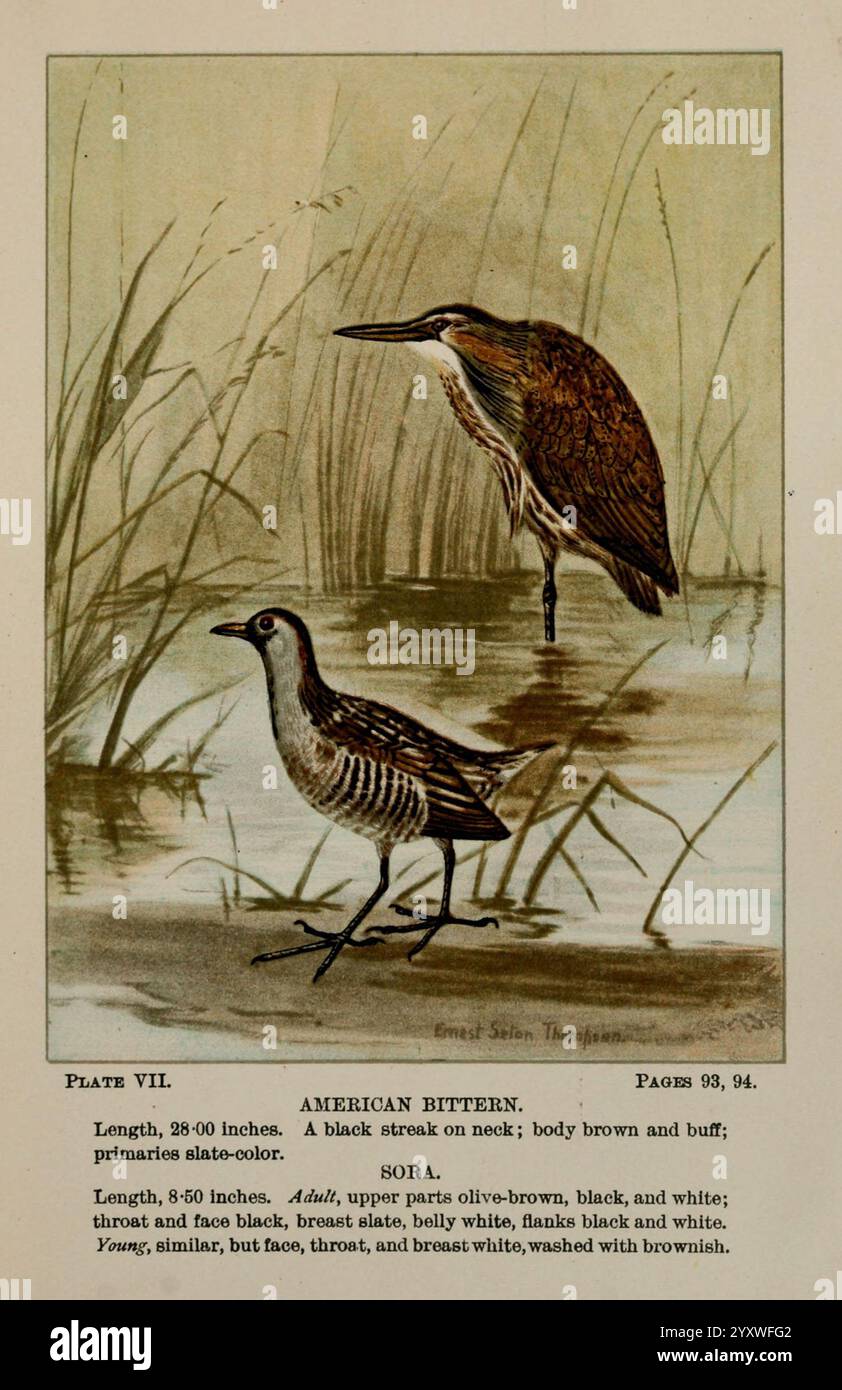 Two american bitterns hi-res stock photography and images - Alamy