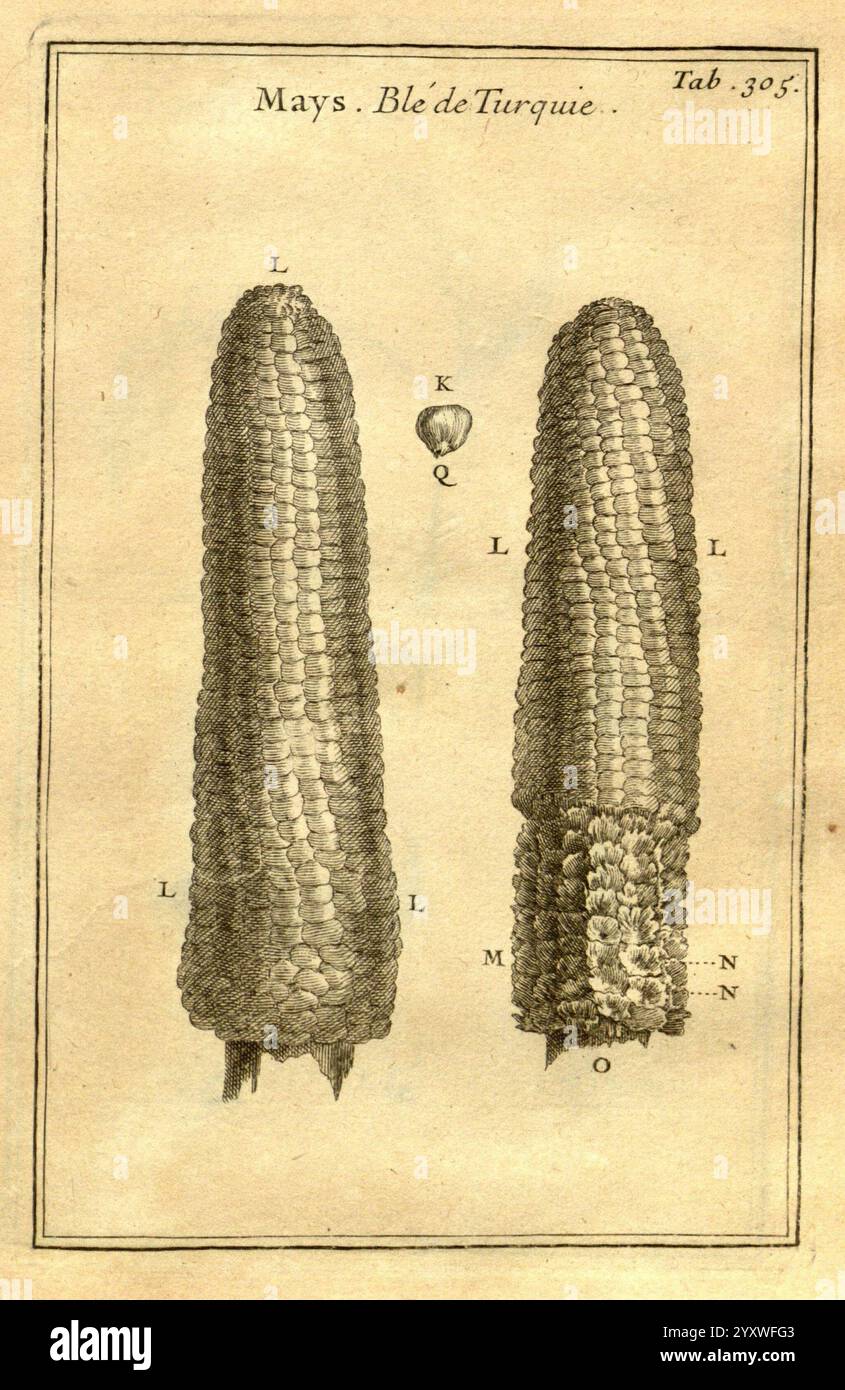 Illustration displays two ears hi-res stock photography and images - Alamy