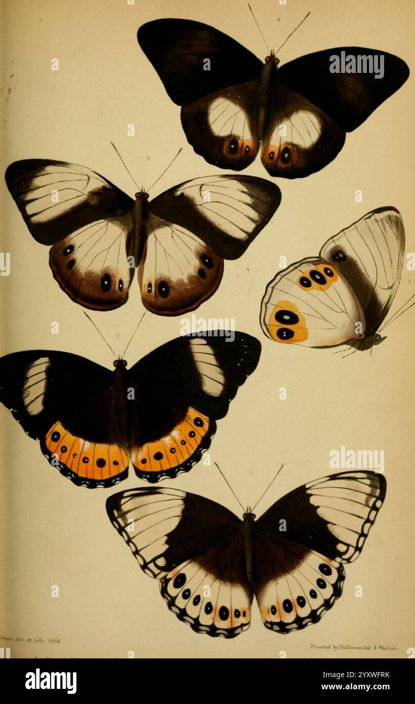 Butterfly displays distinct patterns hi-res stock photography and images - Alamy