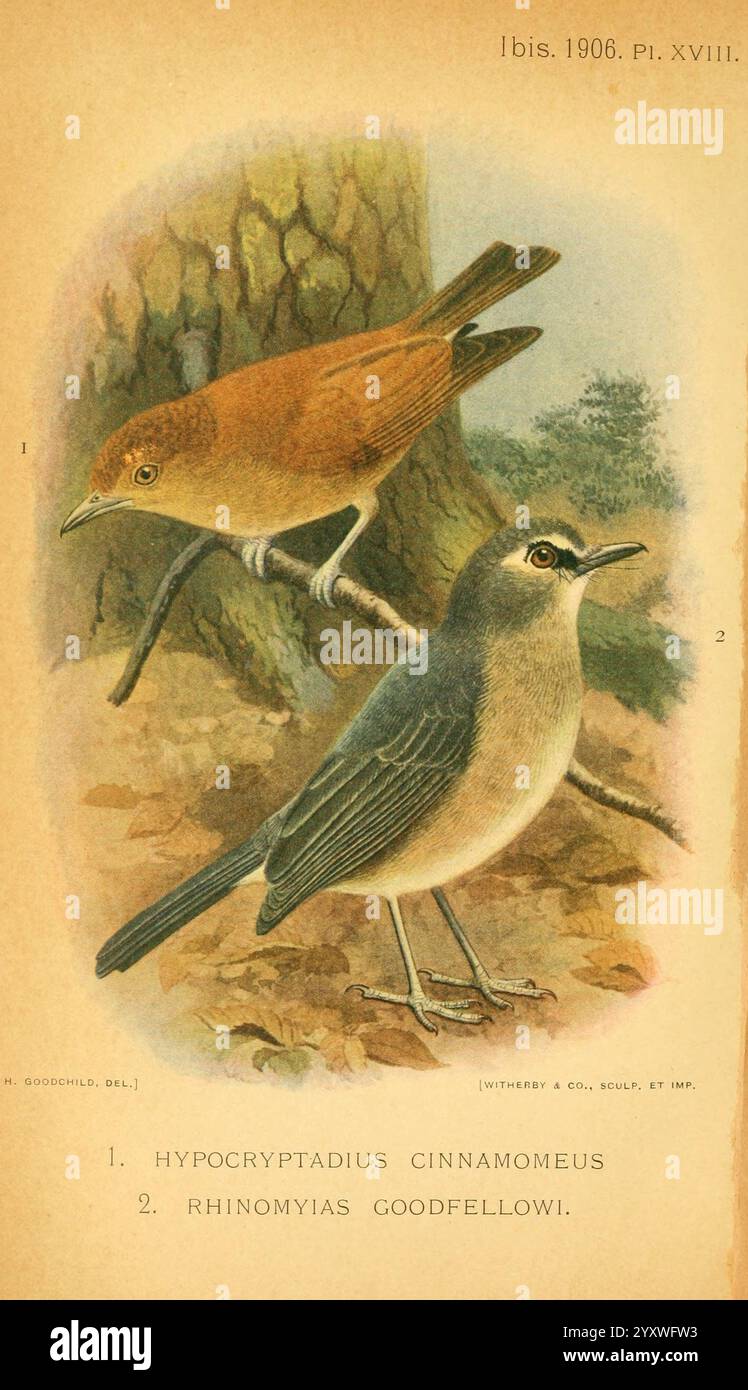 Slightly lighter underside hi-res stock photography and images - Alamy