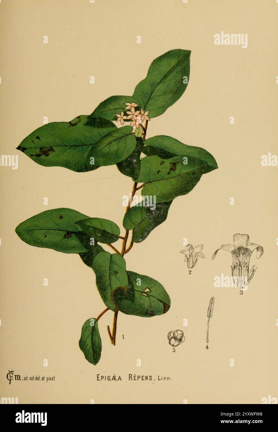 American, medicinal, plants, New York, Boericke & Tafel, c1887, botany ...