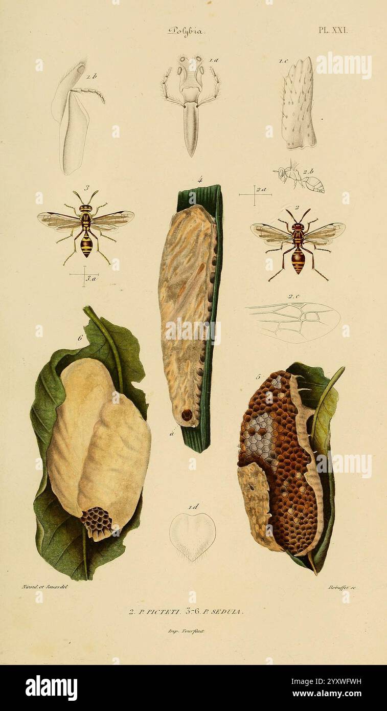 Anatomy illustrate features hi-res stock photography and images - Alamy