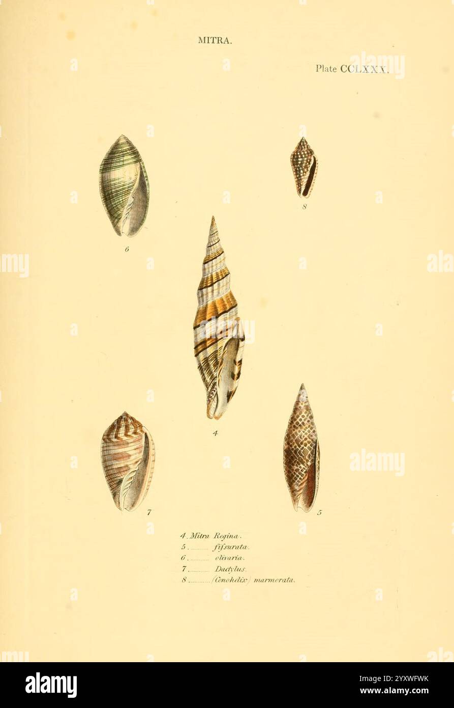 Mitra rigida hi-res stock photography and images - Alamy