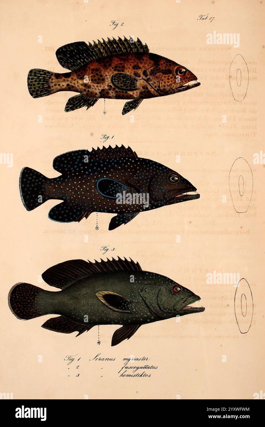 Atlas zu der Reise im nördlichen Afrika, Frankfurt am Main, Gedruckt ...