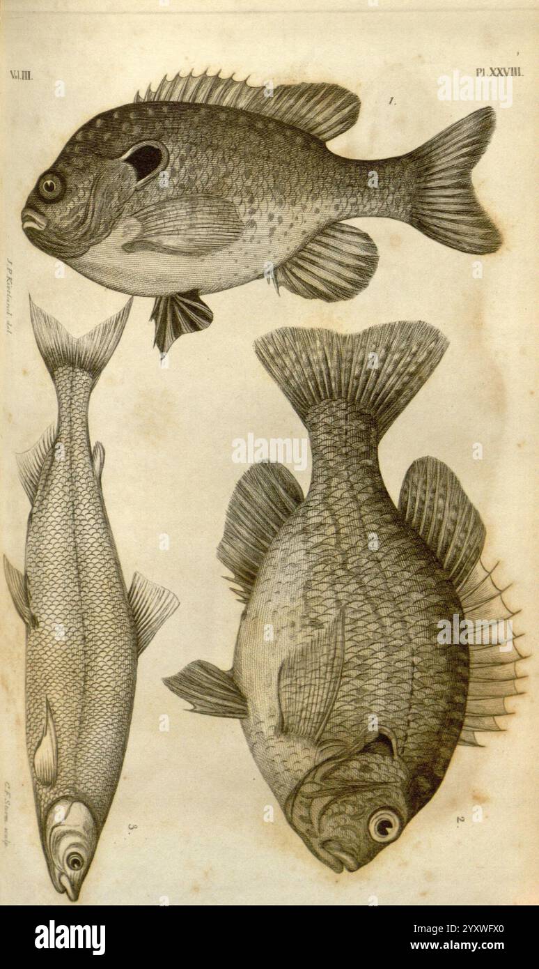 Illustration showcases three distinct fish species hi-res stock ...