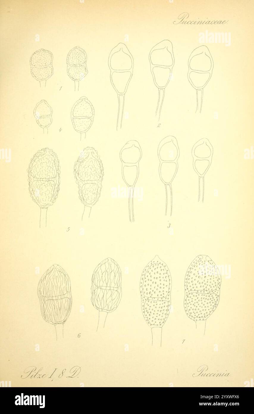 Family pucciniaceae hi-res stock photography and images - Alamy