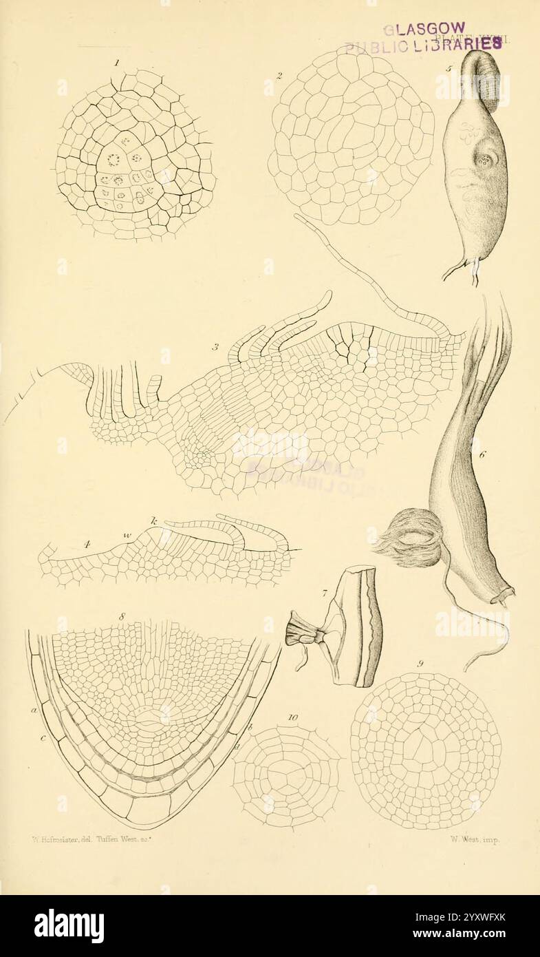 Understanding fish morphology hi-res stock photography and images - Alamy