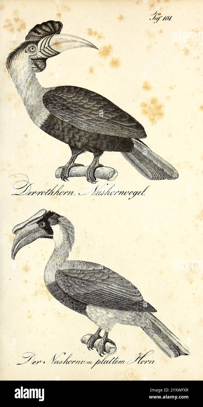 Birds streamlined appearance hi-res stock photography and images - Alamy