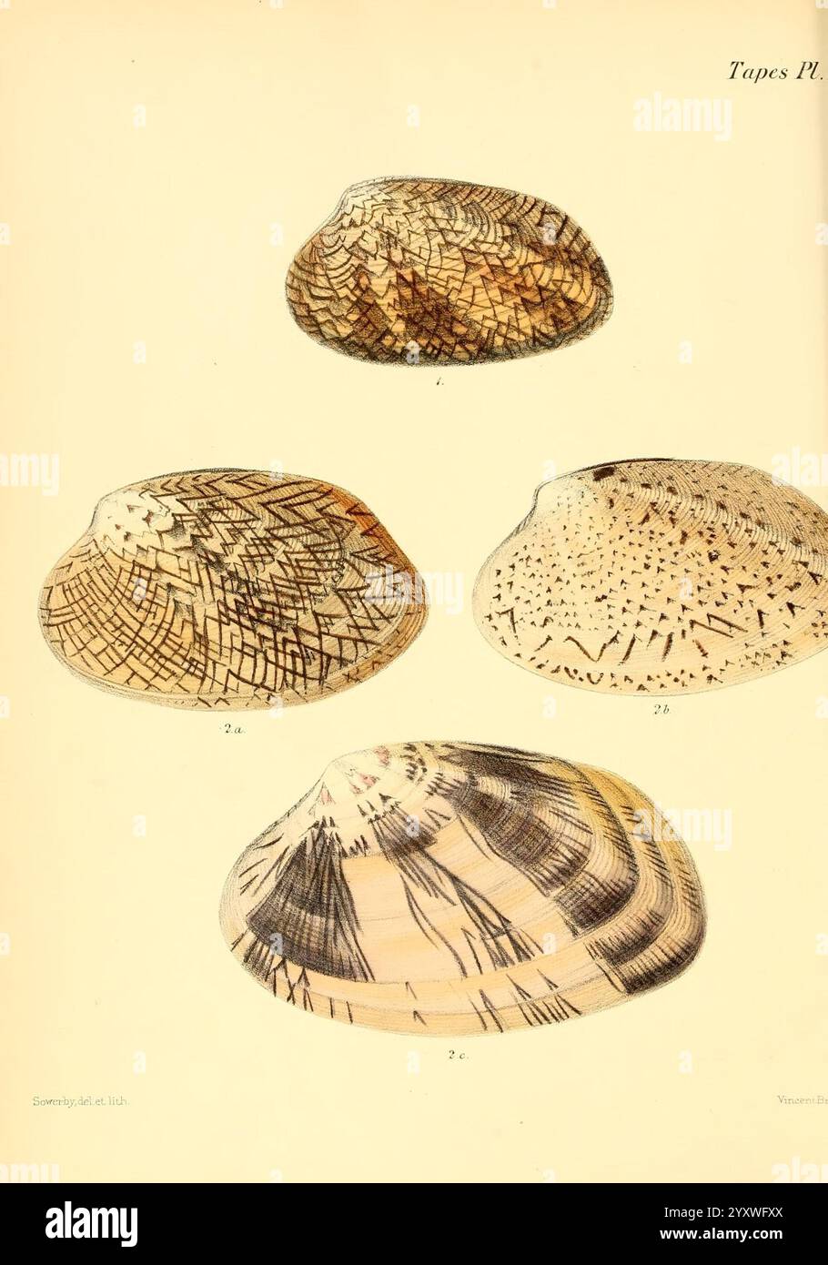 Conchologia Iconica, or Illustrations of the Shells of Molluscous ...