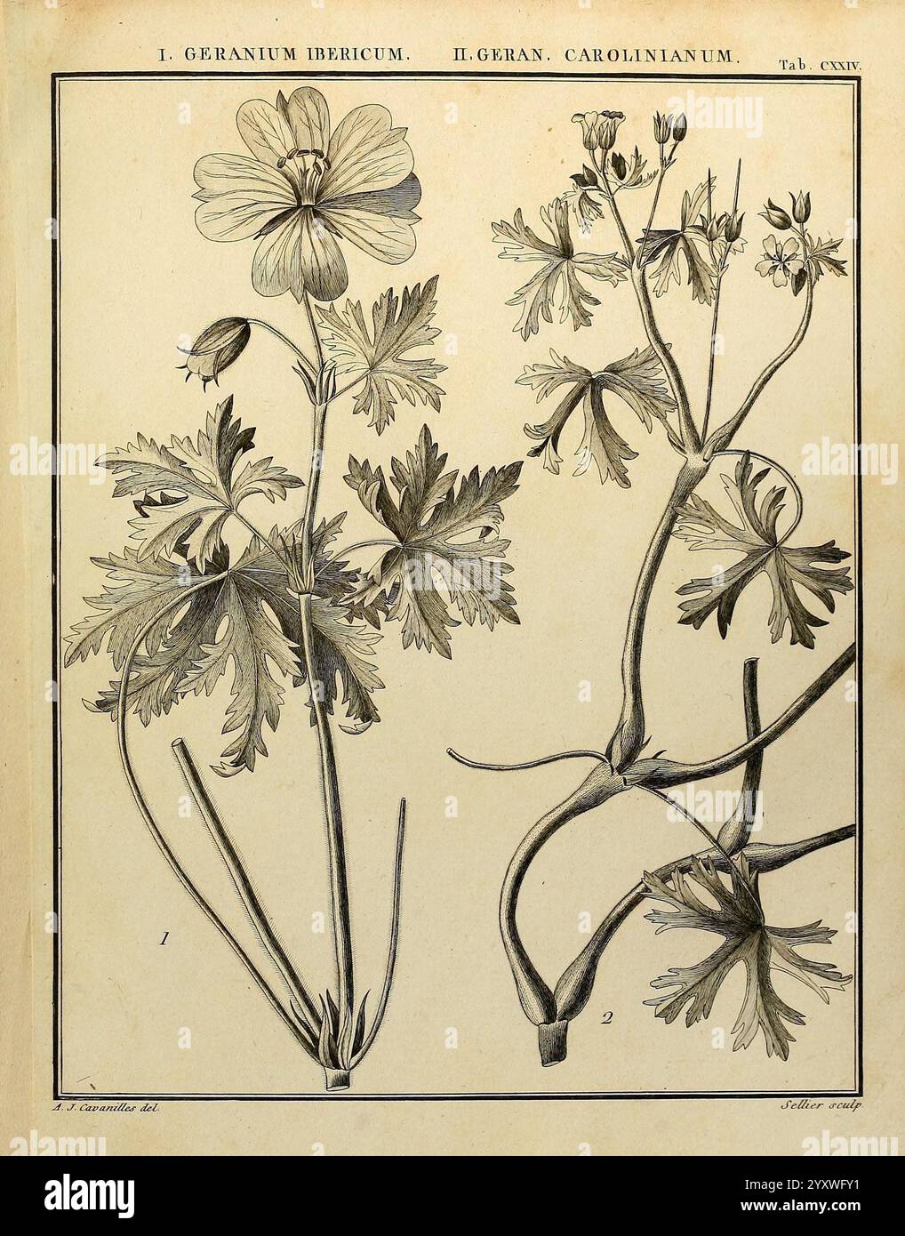 Display broader leaves hi-res stock photography and images - Alamy